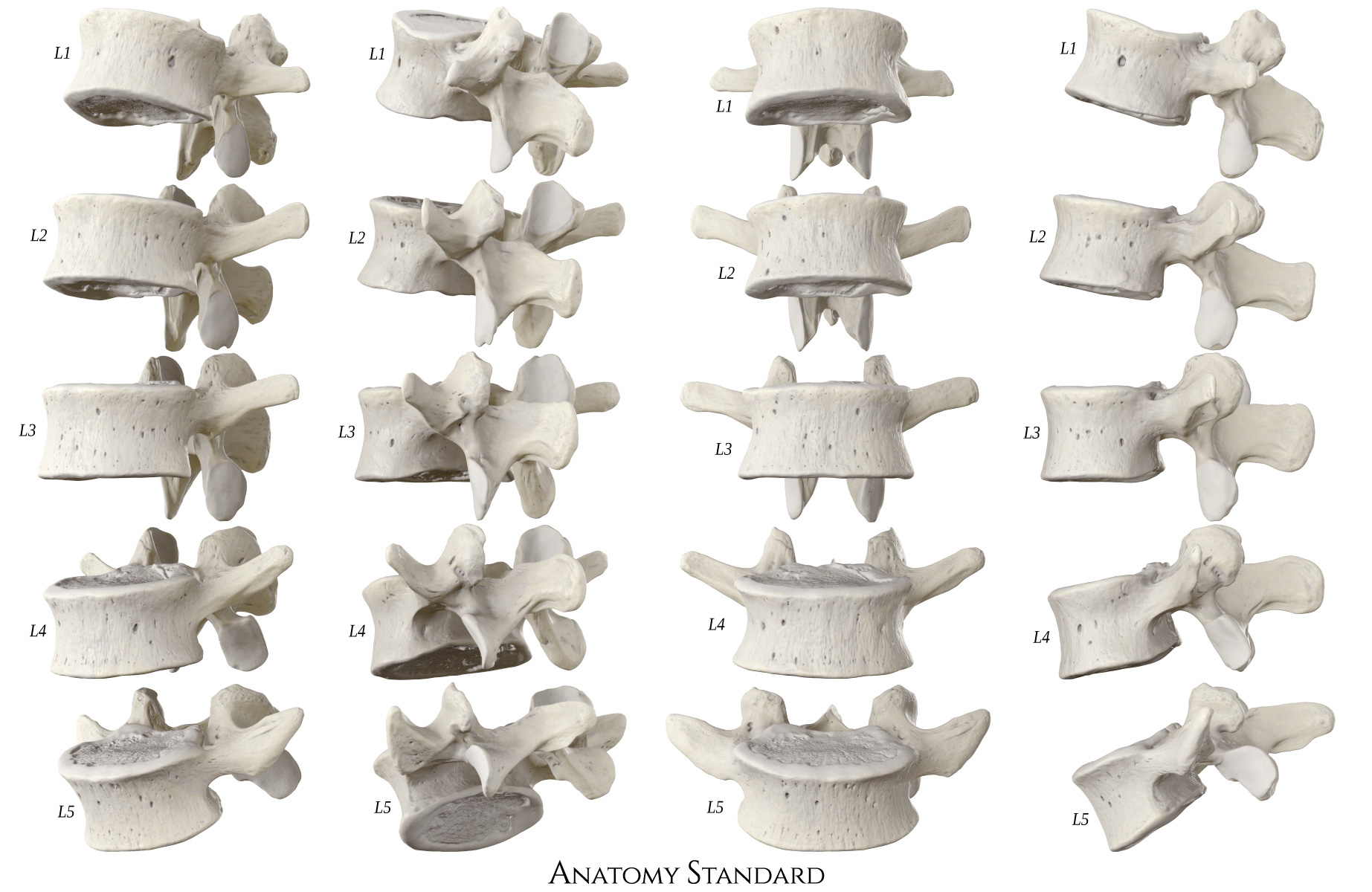 Anatomy Standard - Drawing Lumbar vertebrae (L1-L5): anterolateral, posterolateral, anterior and ...